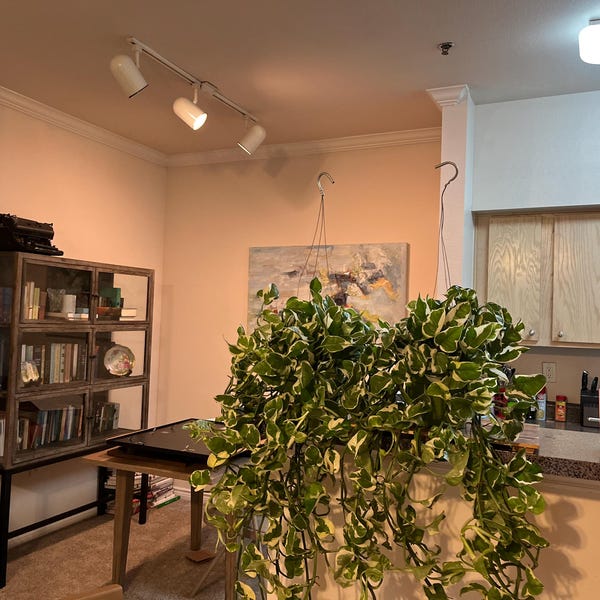 3 Ft Tall -3 Gallon Multi Trunk -roebellini-pygmy Dare Palm -indoor or ...