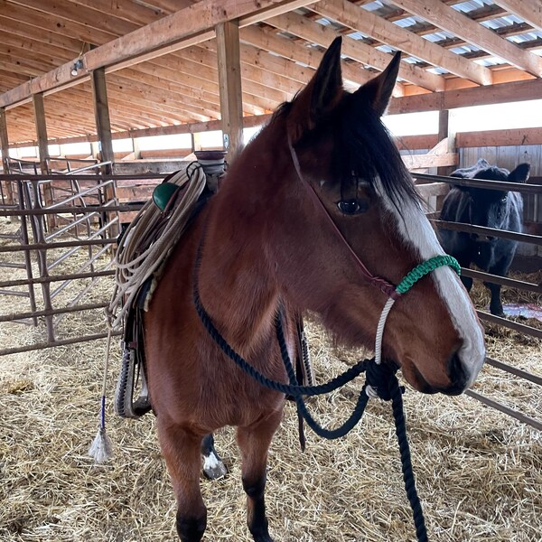 Cowboy Dice Rope Holder for Saddle, Tightening Saddle Rope and Jacket ...