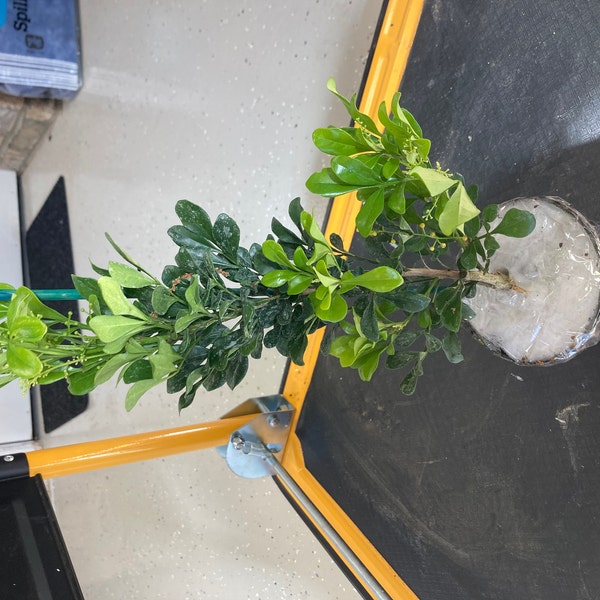 Chinese Perfume Tree, Chinese Rice Flower, in 4" or 6" Pot Aglaia ...