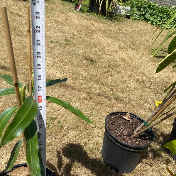 Julie Dwarf (juliette) Mango Tree GRAFTED 2-4 Ft Tall.ship to All ...
