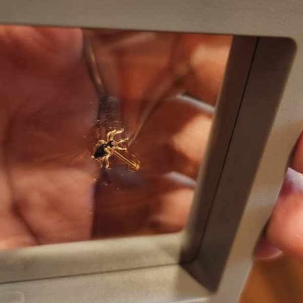 14K Solid Gold Black Spinel Spider Cartilage Earring/threadless Animal ...