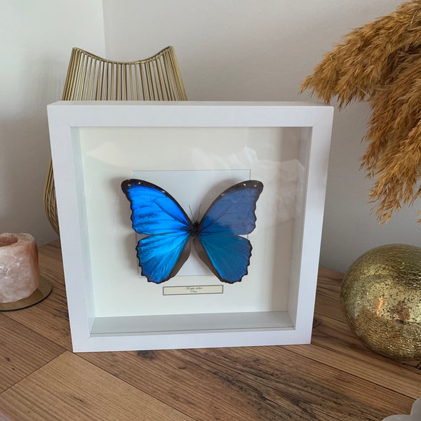 Mounted Fox (trophy) - Etsy