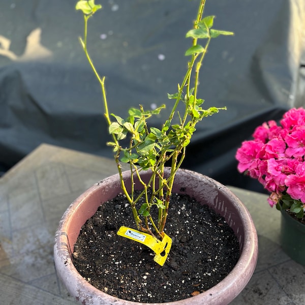 Rose【scheherazade| シェエラザード】-1.5 Gal Ownroot | Rare Rose| Strong ...
