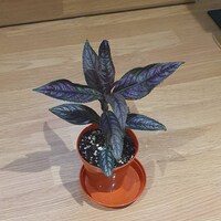 Poppy Flowers and Butterfly Photo Frame,floral Frame,wooden Frame ...