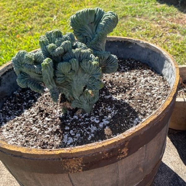 Dinosaur Back (myrtillocactus Geometrizans F. Cristata), Crested Cactus ...