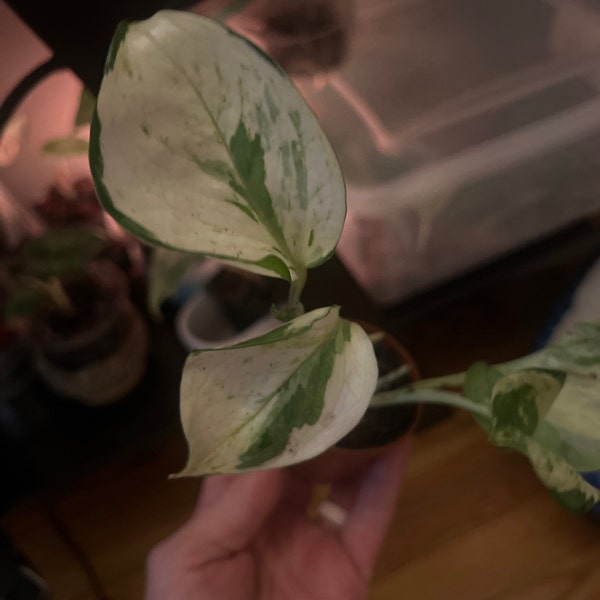 Manjula Pothos - RARE Variegated Manjula Pothos Rooted Plants - White ...