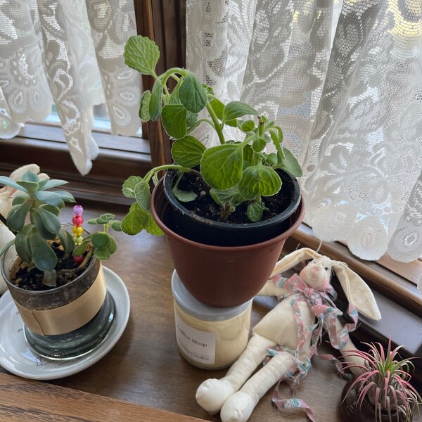 4" Pot - Touch-'n-smell, Vicks Plant, Plectranthus Tonentosa – Fragrant ...