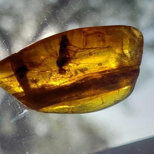 Insect in Amber Inclusion Fossil Baltic Amber Amber | Etsy