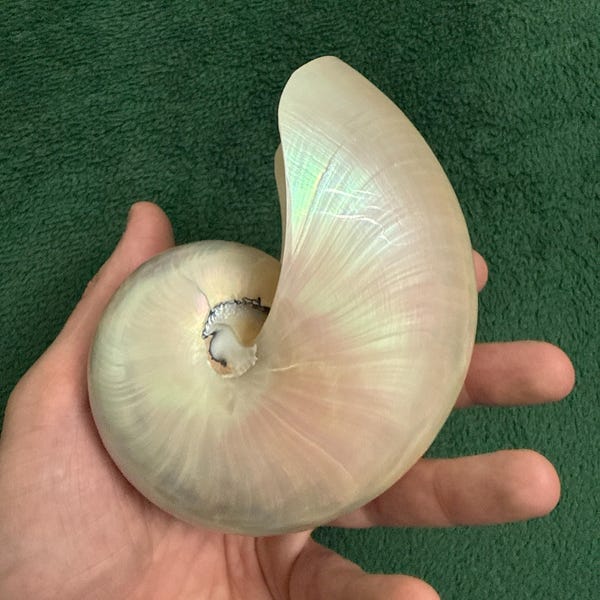 5 to 500 White Cup Shells Mini Small Ark Shells Scapha White off White ...