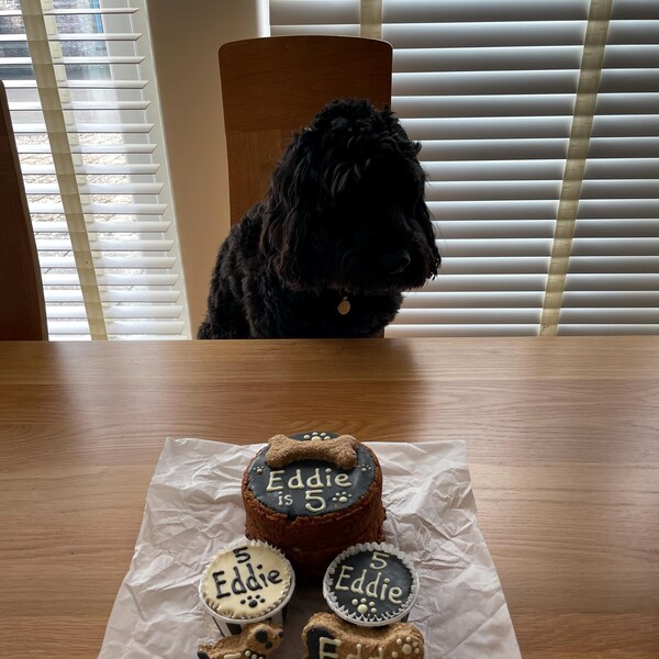 Dog Birthday Boy Cake and Pupcakes - Etsy UK