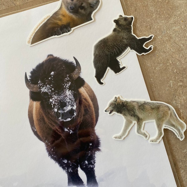 Raven Profile Photo Print | Raven in the Snow in Yellowstone National ...