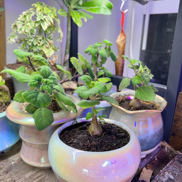 Bonsai Mint (plectranthus Ernstii Caudex) - Etsy