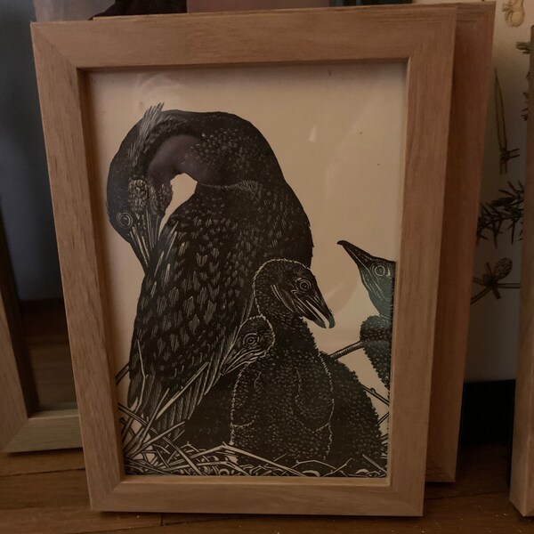 Monterey Cypress Card - Etsy