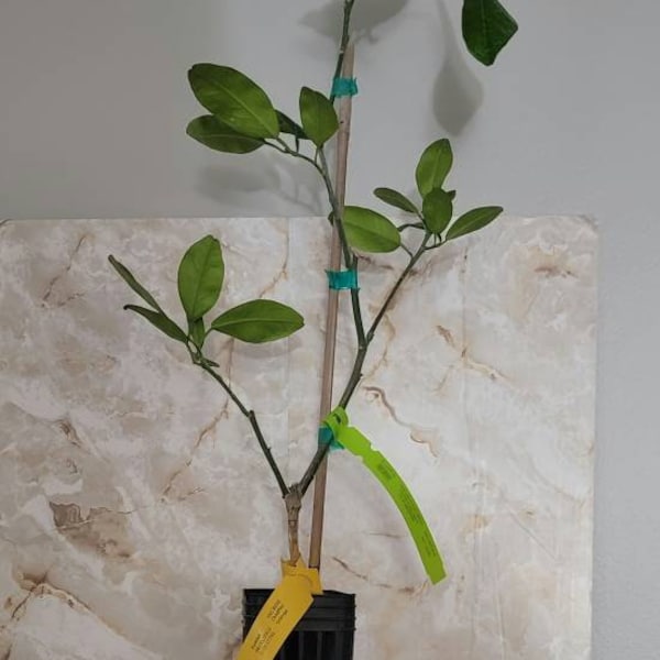 MEYER LEMON TREE (valley Lemon) - Texas Grown - Certified Nursery ...