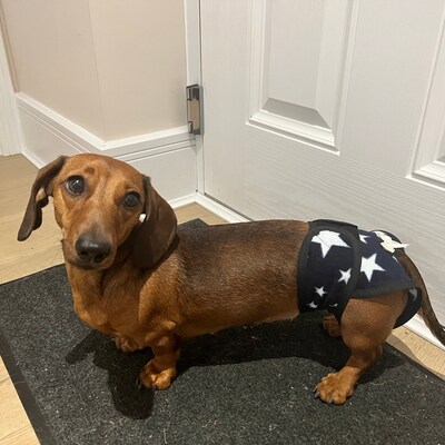 Dog Hygiene Knickers / Dog Season Pants Handmade by Me MADE TO ORDER by ...