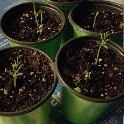 Moringa wild moringa Oleifera/ Drumstick 10 Seeds 100% Organic - Etsy