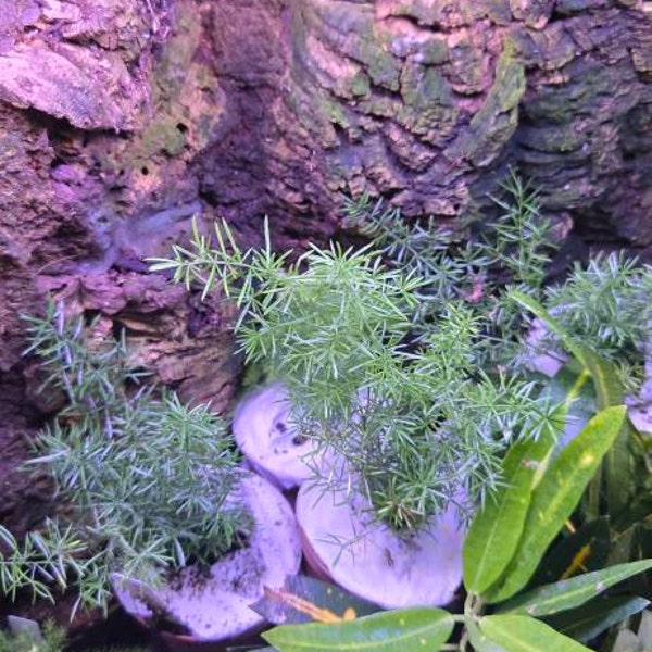 Foxtail Fern, Asparagus Meyeri, Great Fern for Sun! Established Plants ...