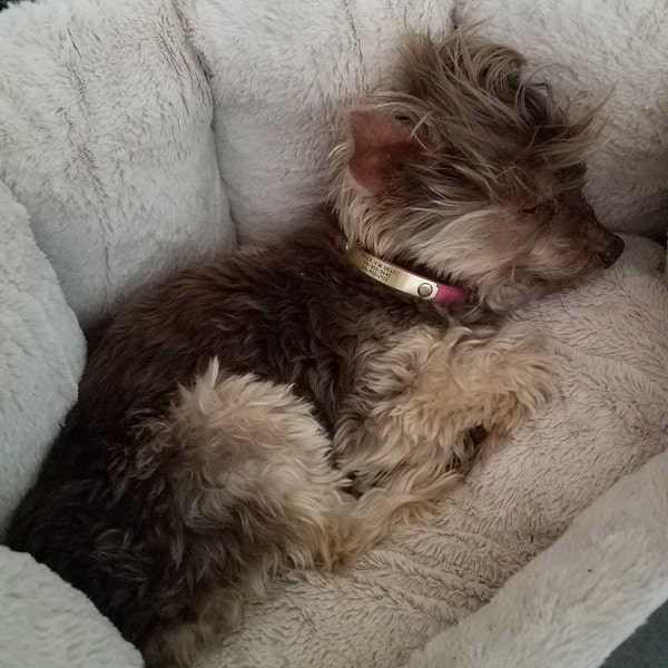 Tiny Dog Collar, Chihuahua Collar, Yorkie Collar, Ferret Collar ...