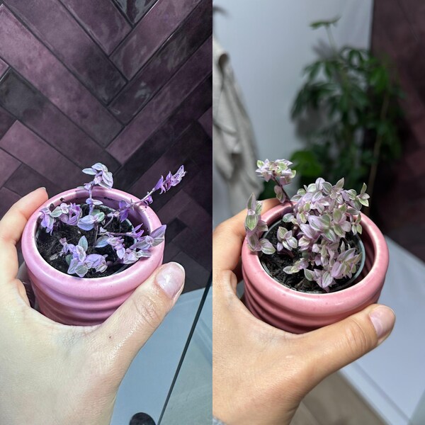 1x Rare Cutting Sillamontana Variegata Tradescantia - Etsy UK