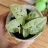 Syngonium “confetti” Starter Plant **(ALL Starter Plants Require You to ...