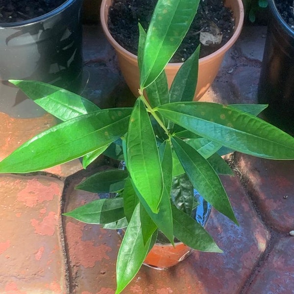 Veralu Ceylon Olive Tree Seedling elaeocarpus Serratus - Etsy