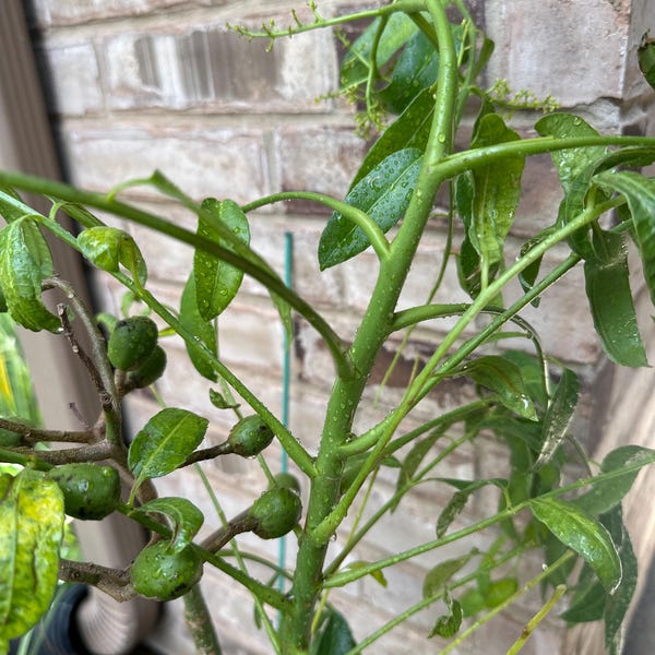 June Plum Dwarf, Ambarella Fruits, Jewel Plums in 10" Pot, Kedondong ...