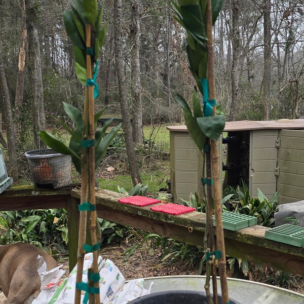 Sunburst Tangerine 3ft Grafted Tree . - Etsy