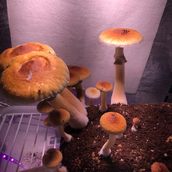 Beginner's Mushroom Grow Kit | Microppose Monotub Easy Cultivation ...