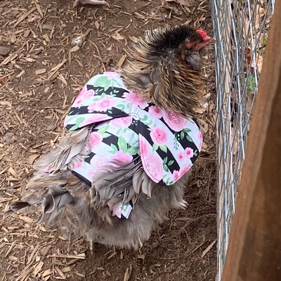 Chicken Diaper/ Hen Diaper/ Rooster Diaper/ Poultry - Etsy