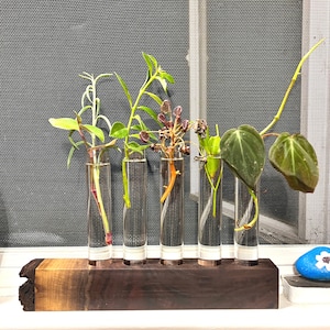 Black Walnut Propagation Set of 3 / Hydroponic Rooting Vases / - Etsy