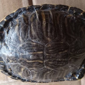 3 2 6 Mississippi River Map Turtle Shells - Etsy