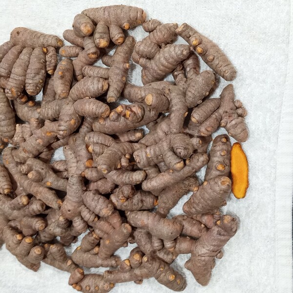 1-5 Lbs Fresh Organic Turmeric - USA Grown - Etsy