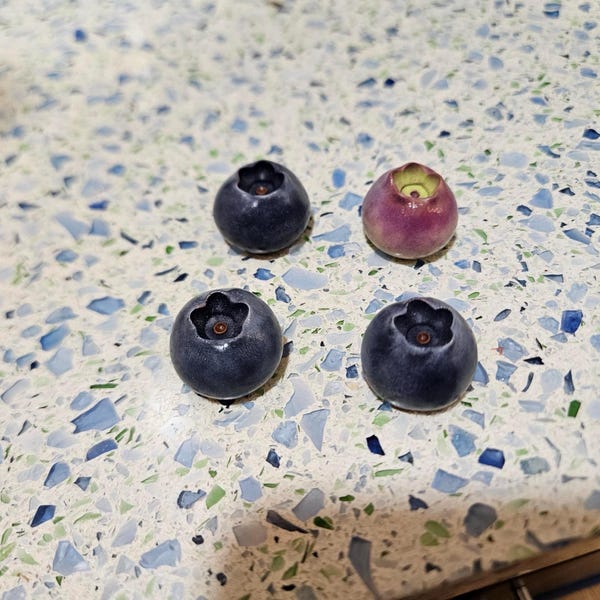 Blueberry Magnets (set of 2), Handmade Fridge Magnet, Blueberry Charm ...