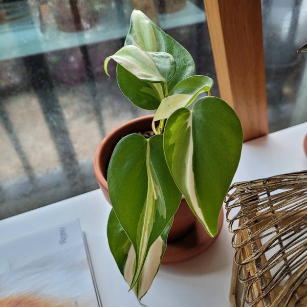 Philodendron Gabby- Highly Variegated - Etsy