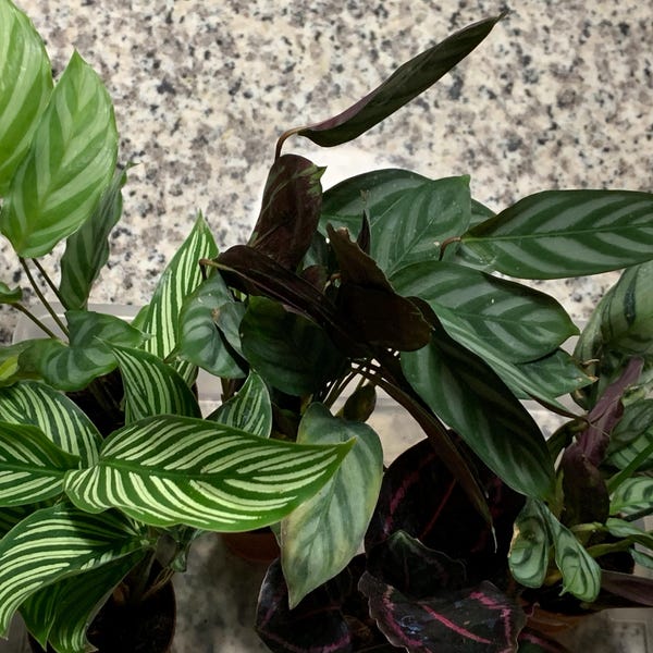 Calathea Assorted Starter Pack | Calathea Starter Plants | Rooted ...