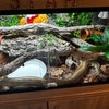 Giant African Land Snail Refresher Kit. Coir Substrate With Added ...