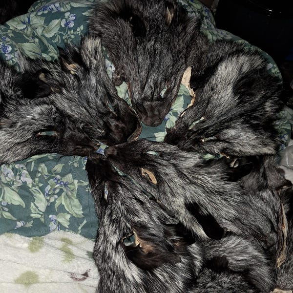 Silver Fox Fur Heads - Set of 10 - Etsy