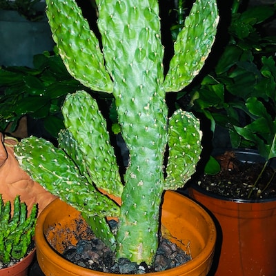 Road Kill Cactus, Opuntia Rubescens, Consolea Rubescens, Live Plant ...