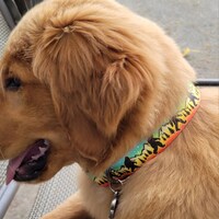 Chicken Dog Tag, Chicken Nuggets Dog Tag Personalized, Chicken Legs Pet ...