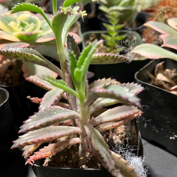 Rare Pink Butterfly Kalanchoe Succulent, Easy Care Patio Plant - Etsy