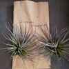 Tillandsia Stricta Iridescent Air Plants - Etsy