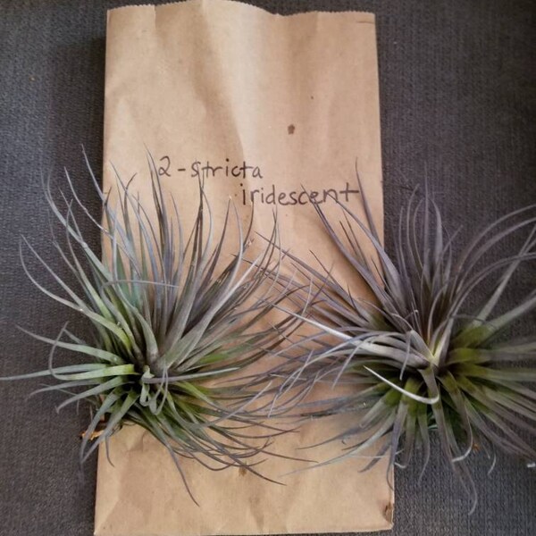 Tillandsia Stricta Iridescent Air Plants - Etsy