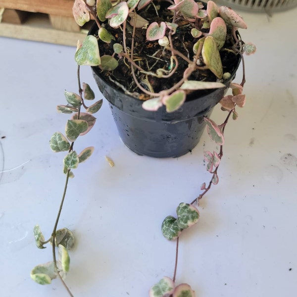 Anthurium Zara X Michelle Doc Block Hybrid - Etsy