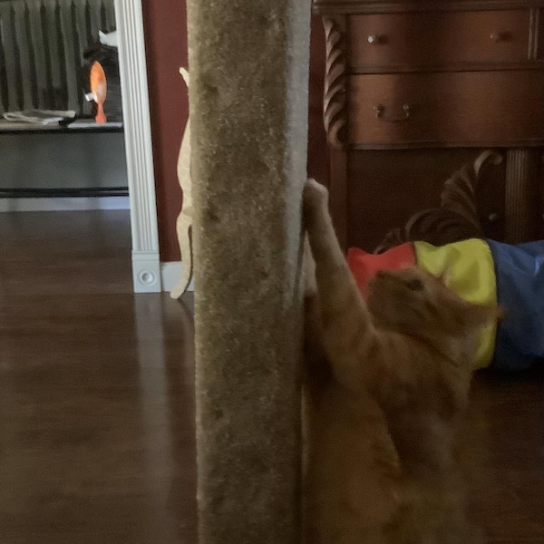 19" Cedar Cat Scratching Post/cedar Post/kitten/wooden Cat Scratcher ...