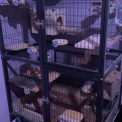 Crazy Critter 11 Pc Kiln Dried Pine Chinchilla//rat//degu//squirrel ...