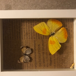 Atlas Moth, Framed Taxidermy Moth Display, Insect Wall Art, Natural ...