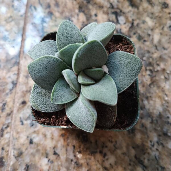 Crassula Morgans Beauty, Silver Springtime in 2 4 Pot - Etsy