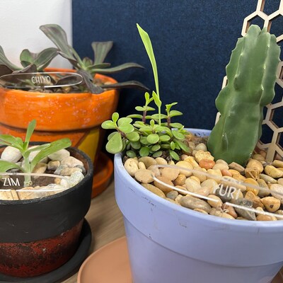 Set of 3 Plant Tags, Custom Plant Tags, Plant Labels, Acrylic Plant ...