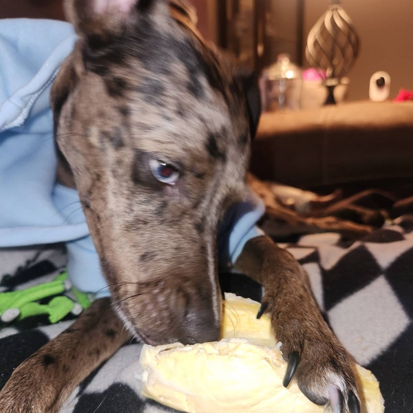 Lof Dog No Pull H-type Harness With Handle, Designed to Fit Dogs Body ...