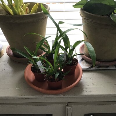 Oncidium Sharry Baby 'red Fantasy', Famous Orchid With Chocolate ...